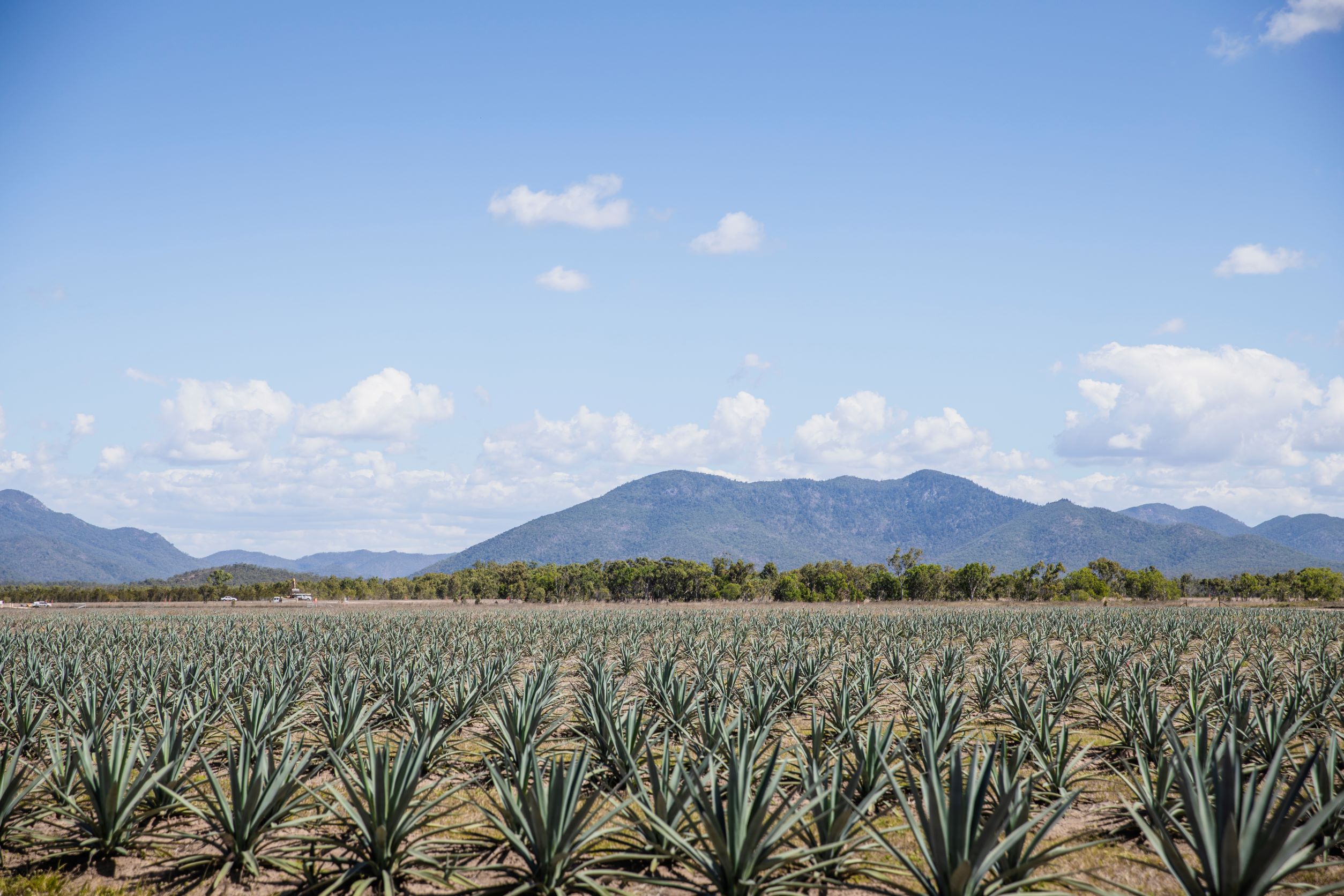 First release of Australian Agave NFTs Sold Out | Top Shelf International