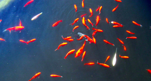 Are You the Invisible Fish on Your Team?