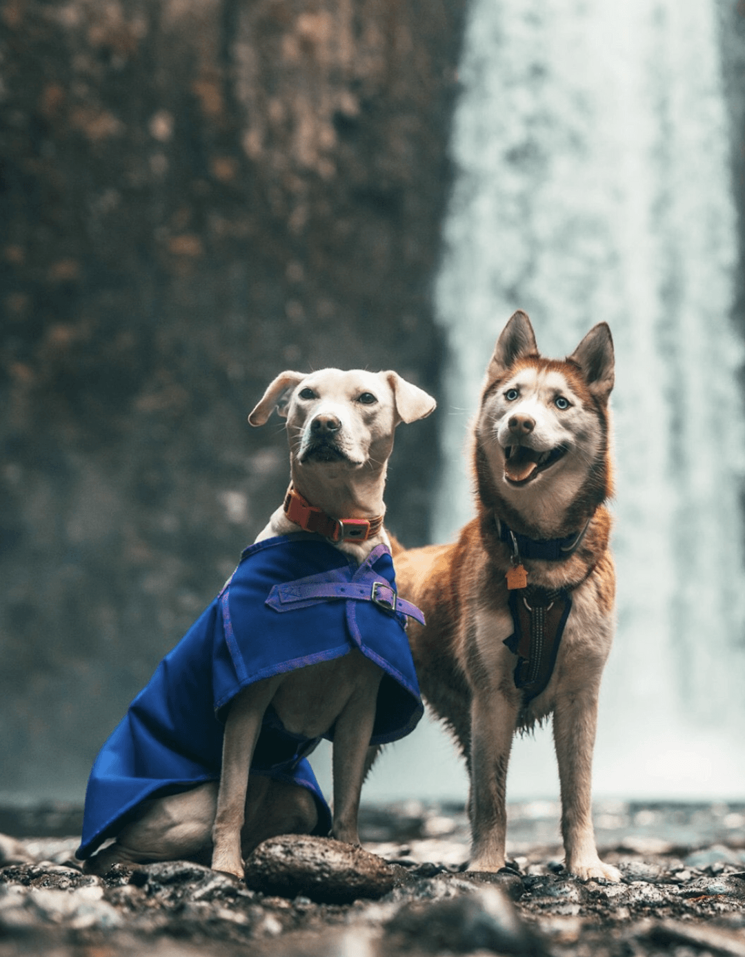 Street Savvy Dog Rescue