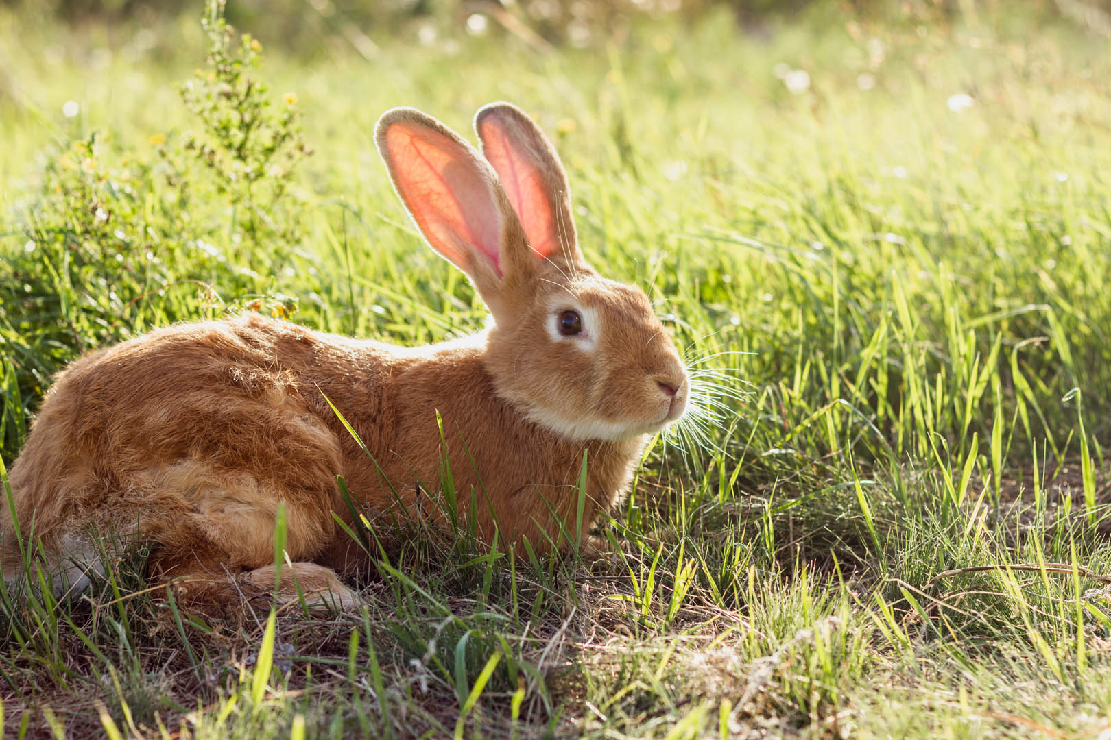 Vente De Lapin Fermier Vivant