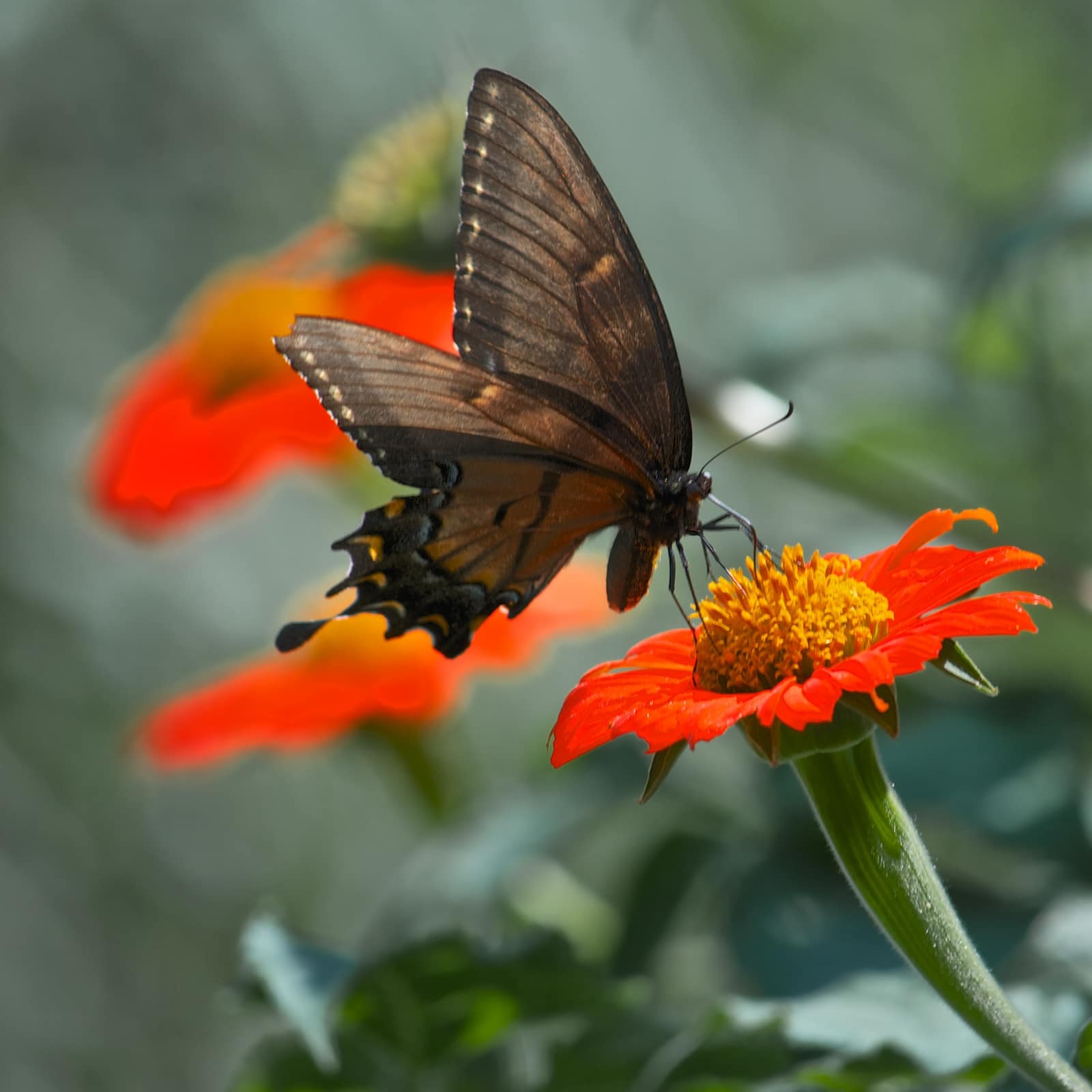 FAQs | Dr. Tameka Jackson