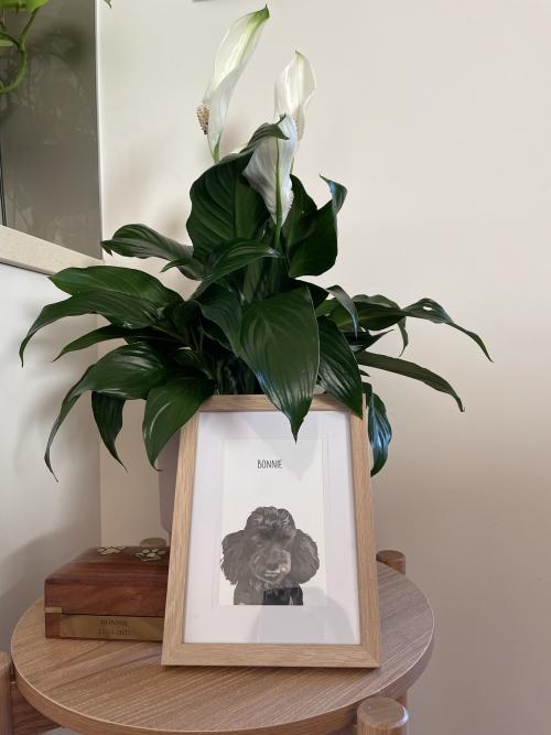 Pet Cremation Service Near You in Australia | Dogs & Cats | Goodbye ...