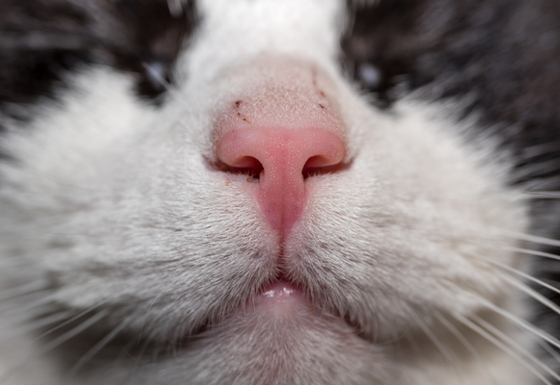 Nasal Tumours in Cats | Learn About Symptoms, Causes, Stages ...