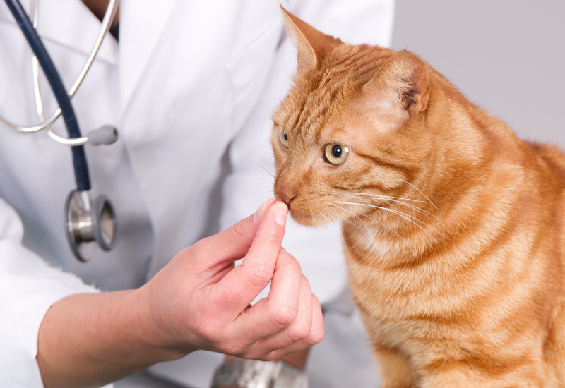 Lymphoma in Cats | Learn About Symptoms, Causes, Stages & Treatments ...
