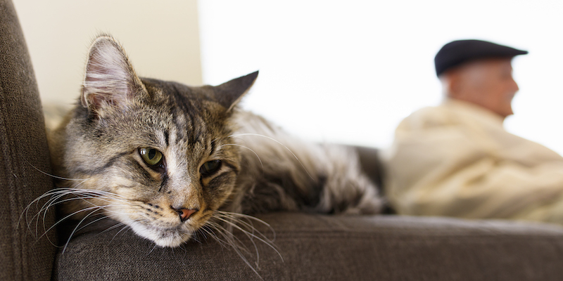 Is a natural death or at-home euthanasia better for your pet? | Goodbye ...