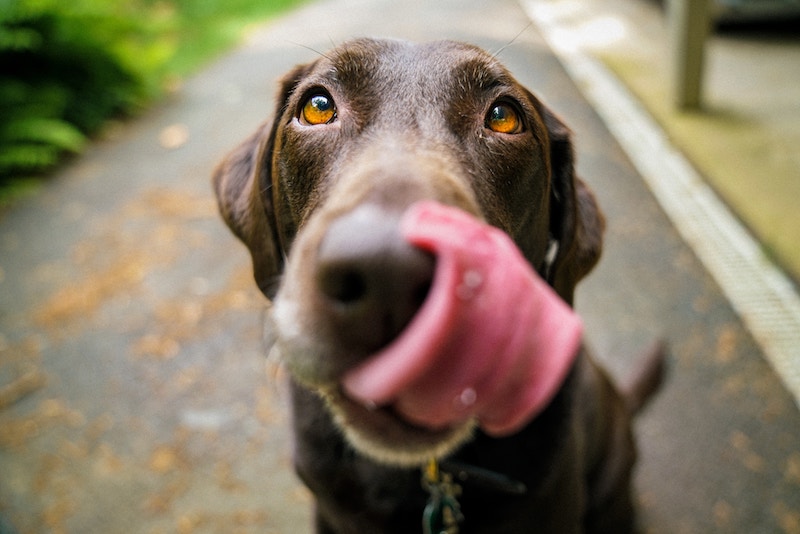 What happens if your senior dog eats chocolate? | Goodbye Good Boy