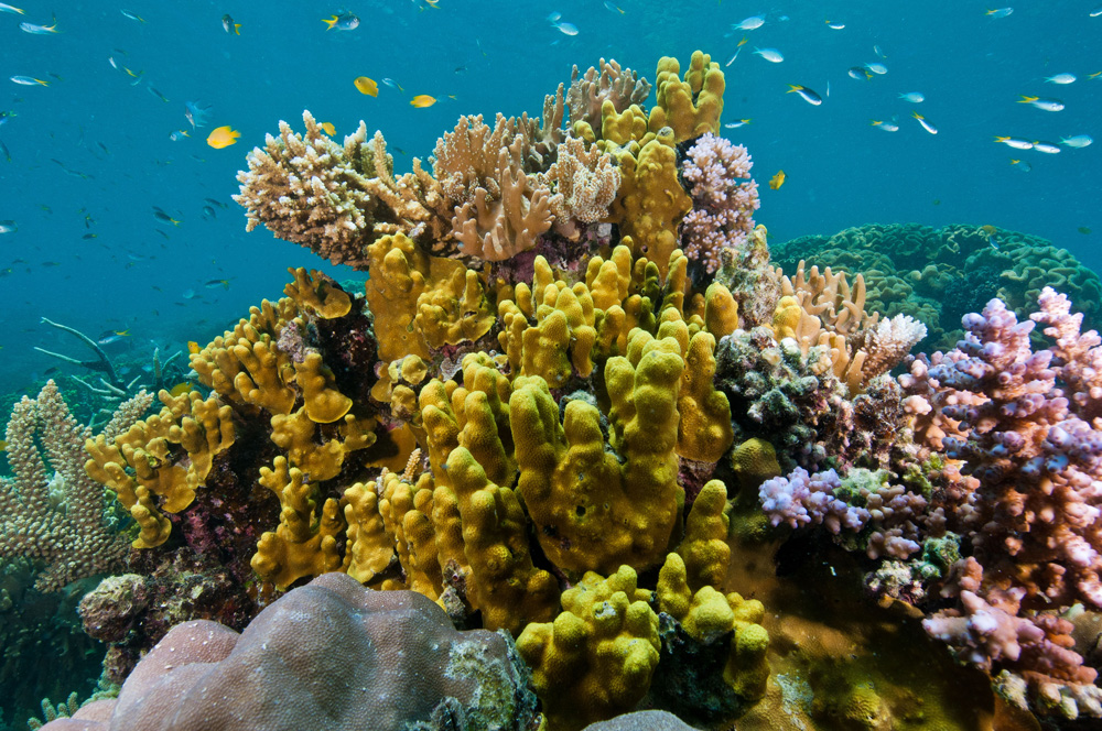 TIFFANY & CO. X GREAT BARRIER REEF FOUNDATION ANNOUNCE BREAKTHROUGH FOR ...