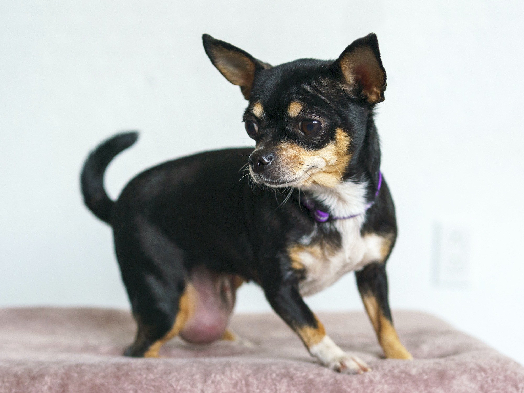 Animatch Dog Adoption Services