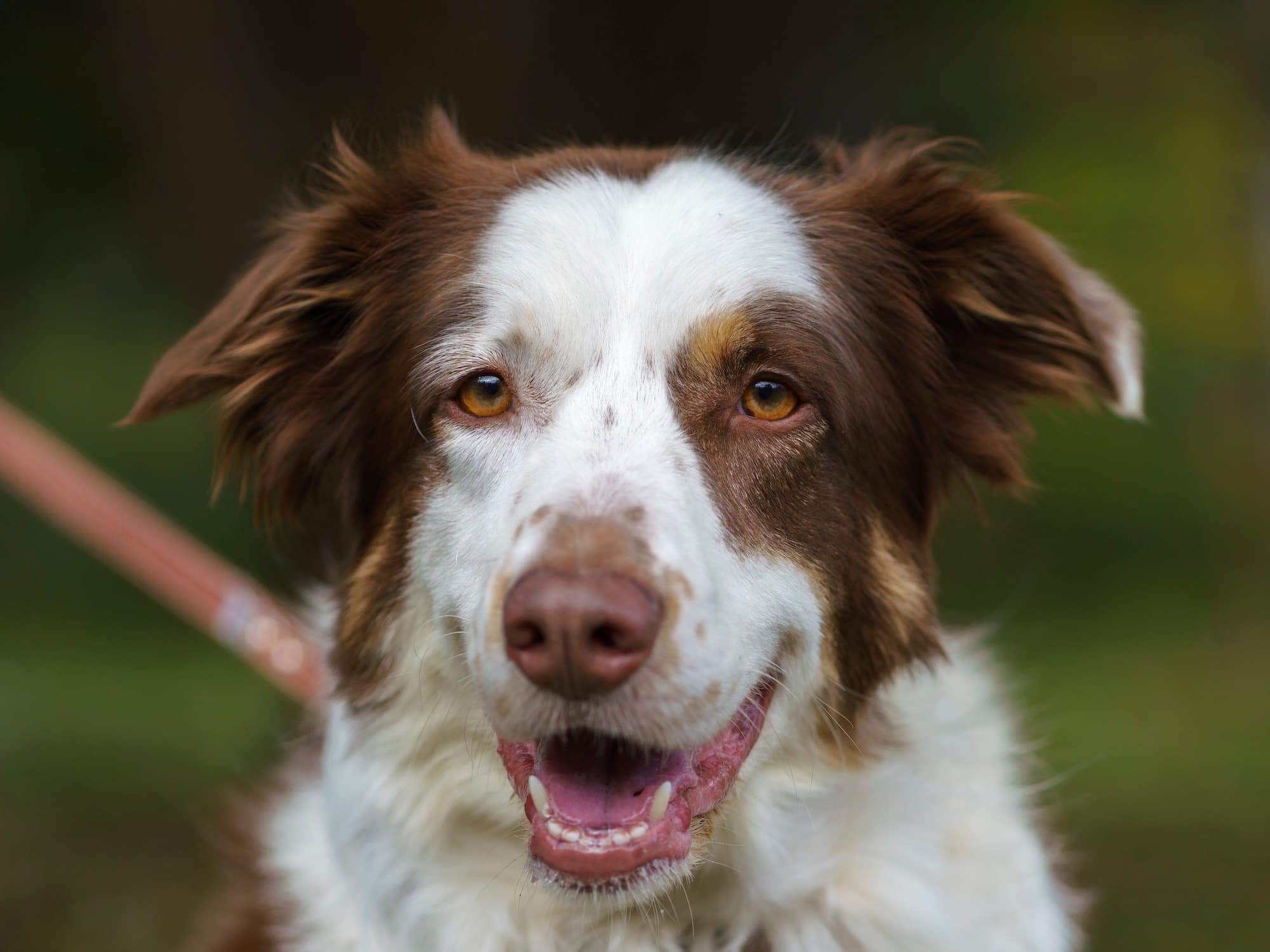 Animatch Dog Adoption Services