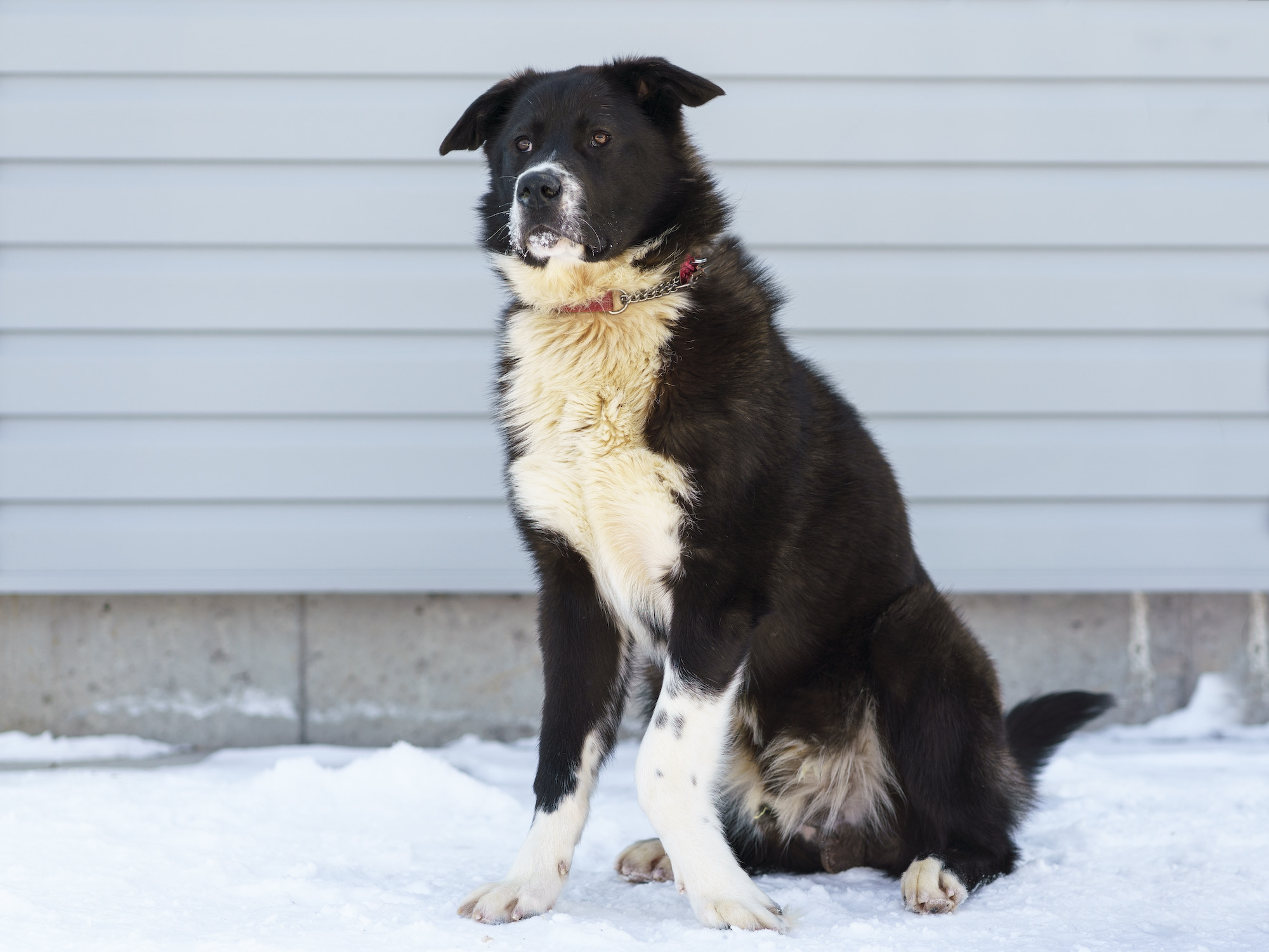 Animatch Dog Adoption Services