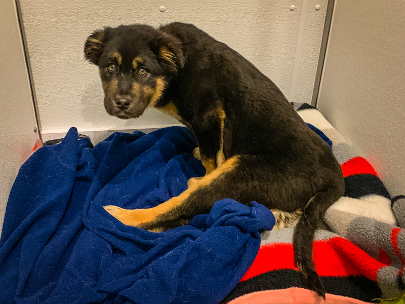 Animatch Dog Adoption Services