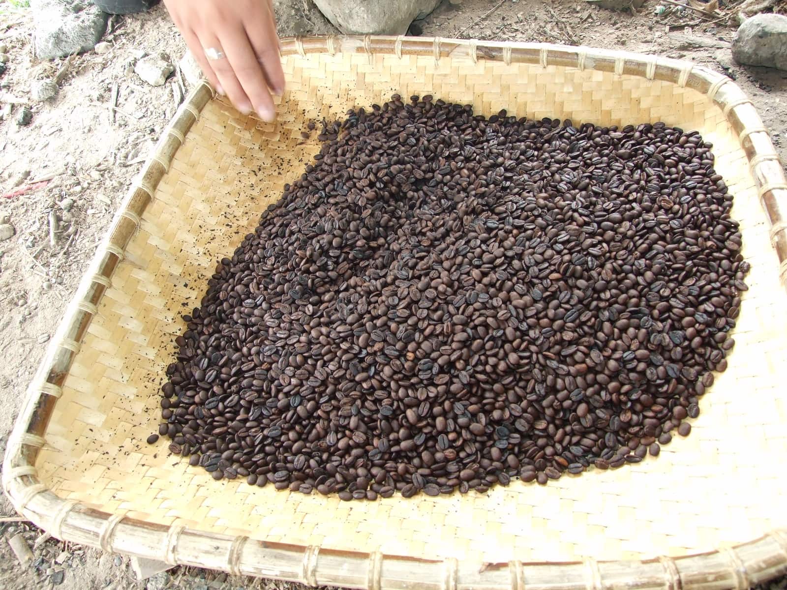 Handpicked Coffee: What it means to pick coffee by hand.