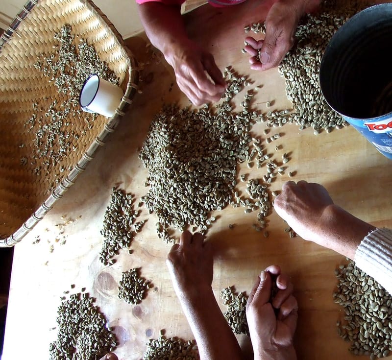 Handpicked Coffee: What it means to pick coffee by hand.