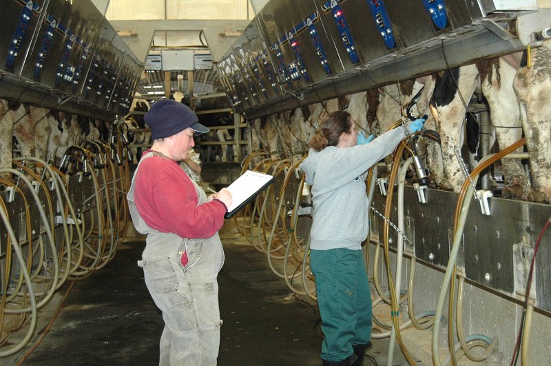 Five Barn Dairy Complex | Miner Institute