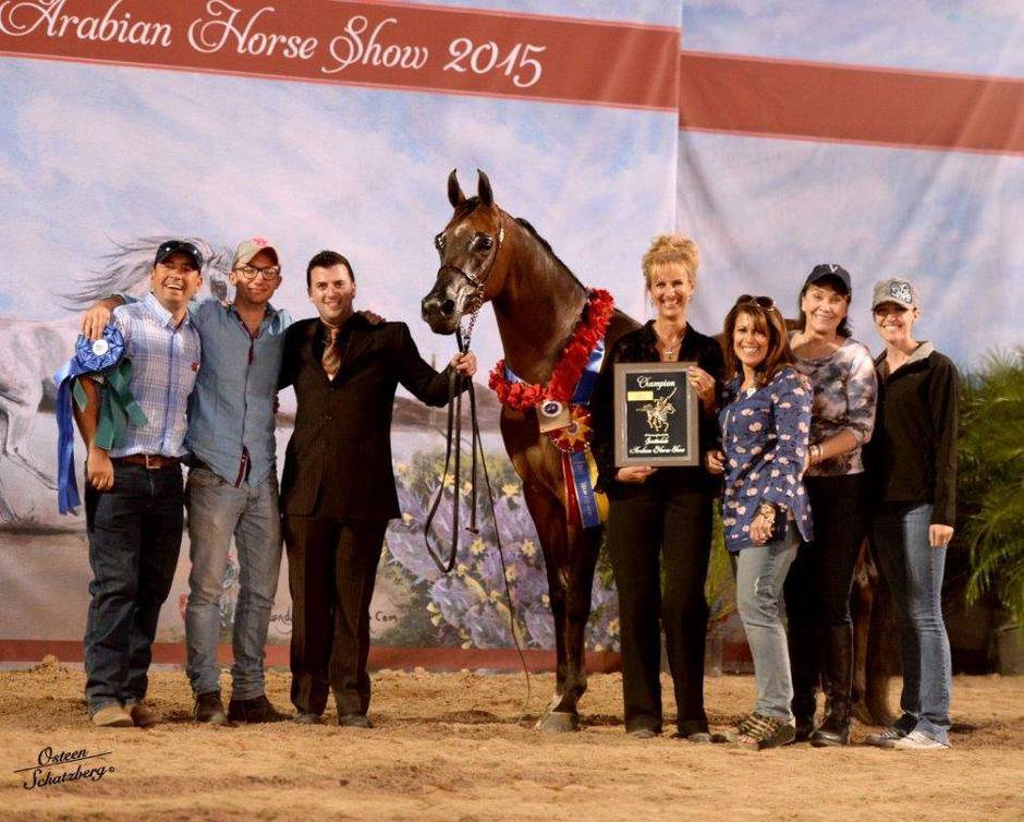 2015 Scottsdale Arabian Horse Show - February 14th :: Arabian Horse ...