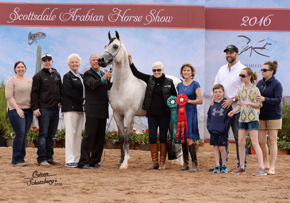 The 2016 Scottsdale Arabian Horse Show Halter & Breeding Classes ...