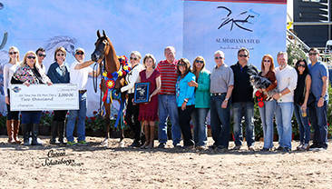 The 2016 Scottsdale Arabian Horse Show Halter & Breeding Classes ...