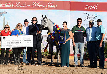 The 2016 Scottsdale Arabian Horse Show Halter & Breeding Classes ...
