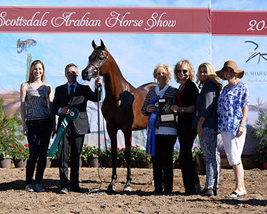 The 2016 Scottsdale Arabian Horse Show Halter & Breeding Classes ...