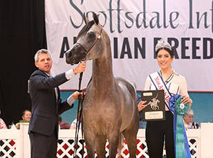 The 2016 Scottsdale Arabian Horse Show Halter & Breeding Classes ...