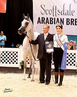 The 2016 Scottsdale Arabian Horse Show Halter & Breeding Classes ...