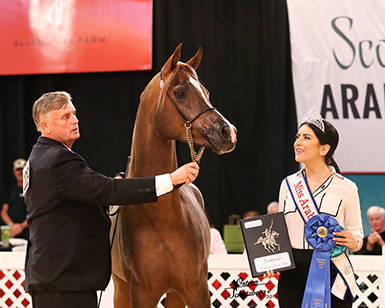 The 2016 Scottsdale Arabian Horse Show Halter & Breeding Classes ...