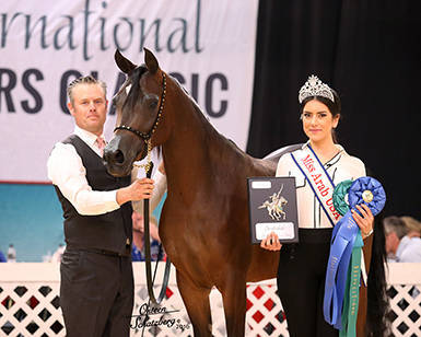 The 2016 Scottsdale Arabian Horse Show Halter & Breeding Classes ...