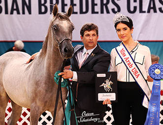 The 2016 Scottsdale Arabian Horse Show Halter & Breeding Classes ...