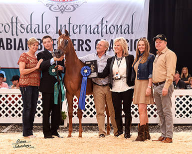 The 2016 Scottsdale Arabian Horse Show Halter & Breeding Classes ...