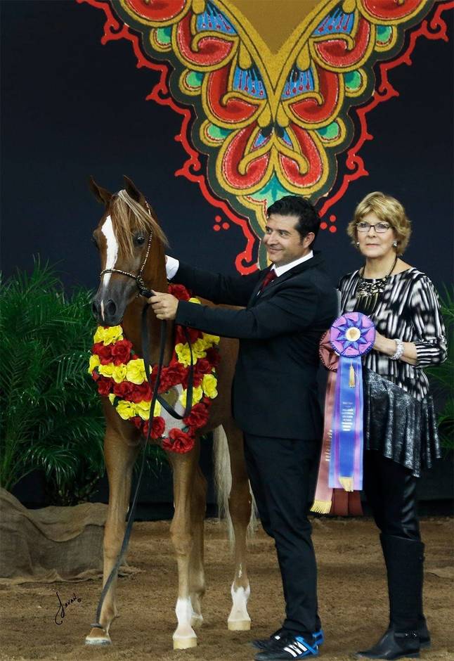 2016 Arabian National Breeder Finals :: Arabian Horse Association of ...