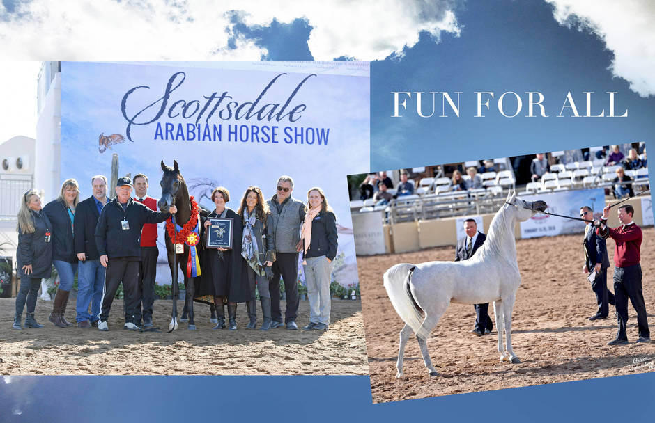 2018 Scottsdale Arabian Horse Show :: Arabian Horse Association of Arizona