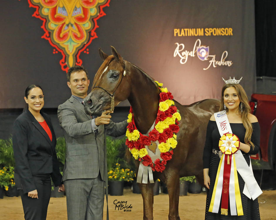 2018 Arabian National Breeder Finals :: Arabian Horse Association of ...