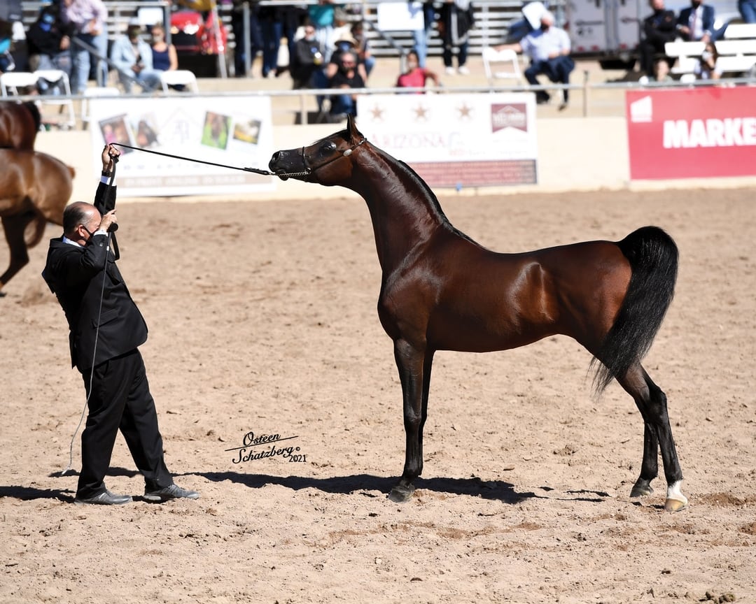 2021 Scottsdale Arabian Horse Show :: Arabian Horse Association of Arizona