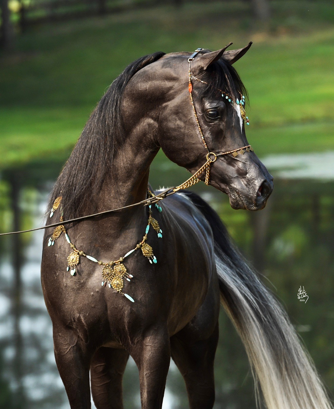 Adham Aljassimya :: Arabian Horse Association of Arizona