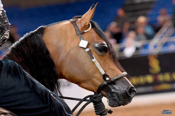 2022 Scottsdale Arabian Horse Show :: Arabian Horse Association of Arizona