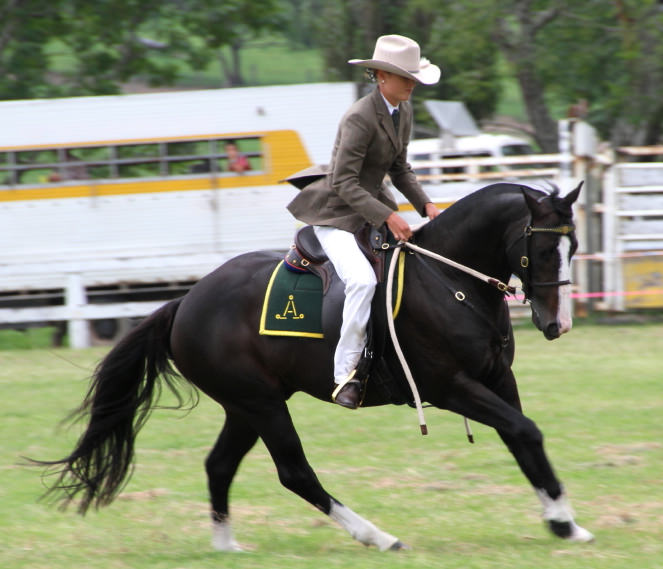 Australian Stock Horse Society celebrates 50 years