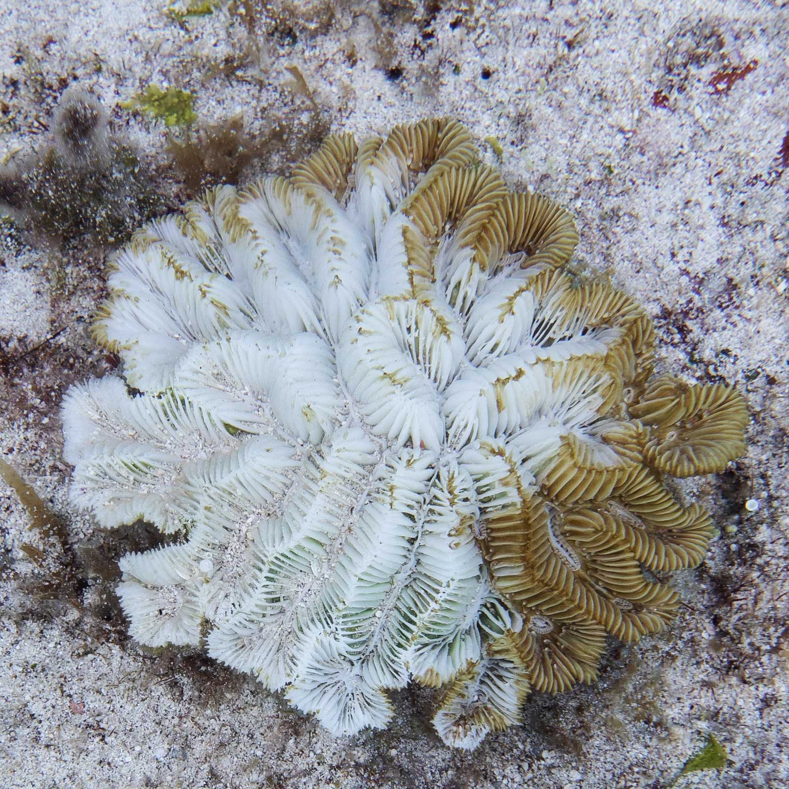 Stony Coral Tissue Loss Disease