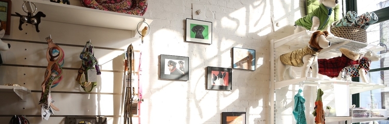 5 Features Pet Store Owners Need to Look for When Switching to a Modern POS