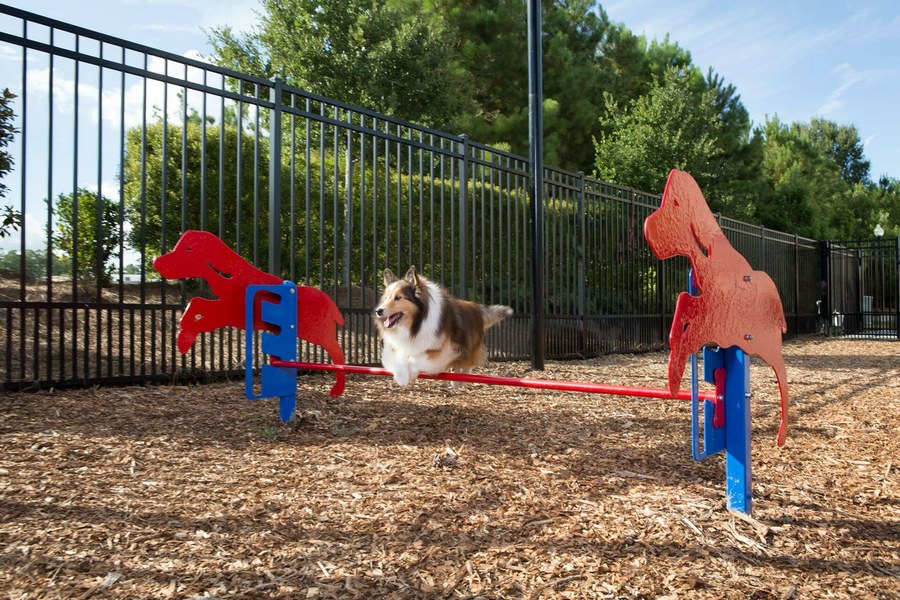 Dog Playground Equipment For Home