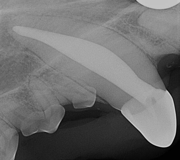 Rotfylling | Dyretannklinikken