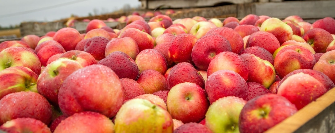Chazy Orchards | The Largest McIntosh Apple Orchard in the World!