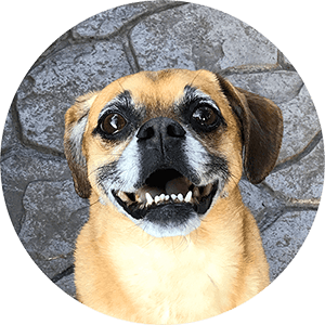 Carputty was founded to help you manage your cars like the assets they are