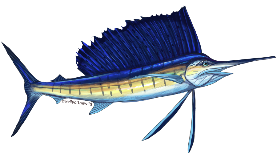 Atlantic Sailfish