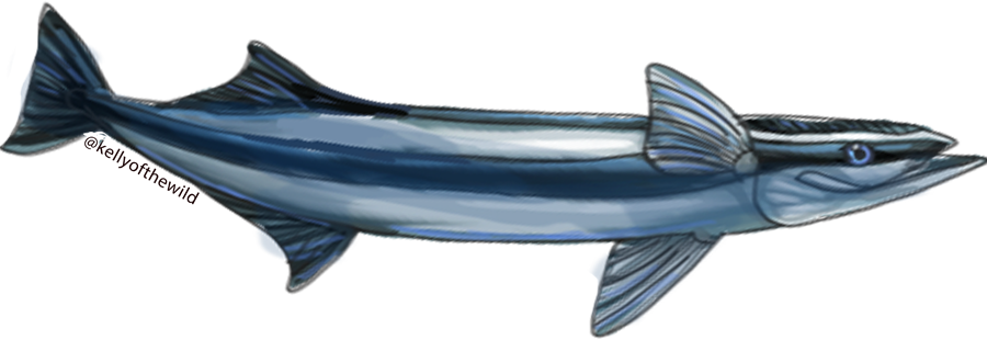Remora