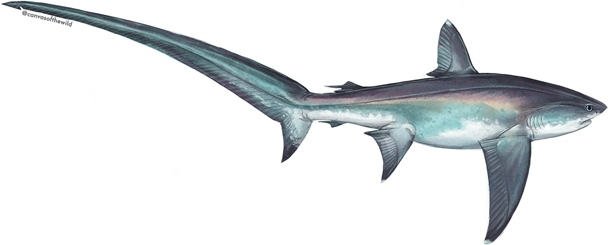 Common Thresher Shark