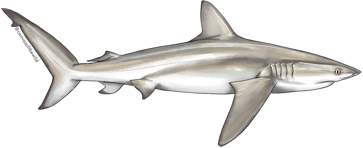 Dusky Shark