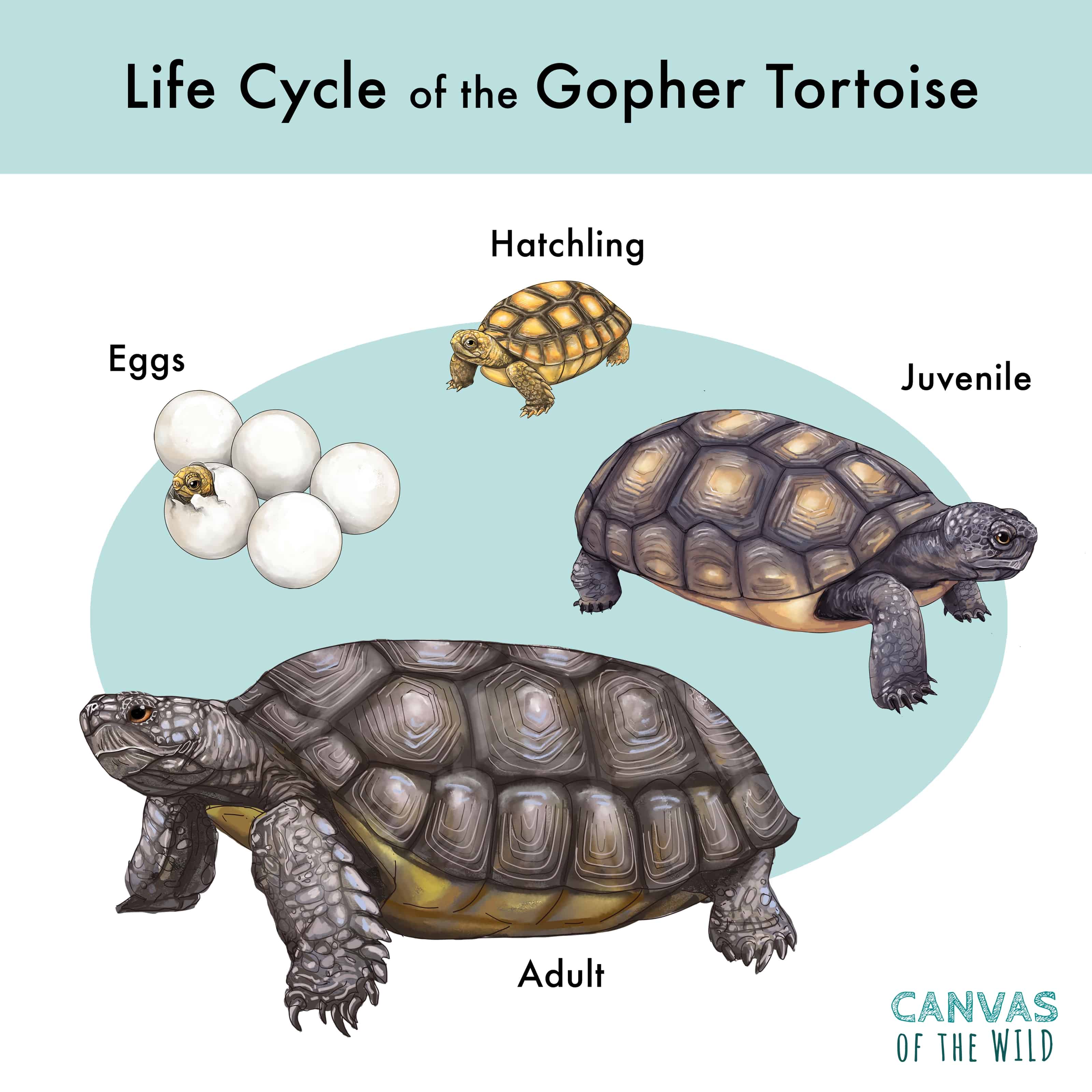 Gopher Tortoise