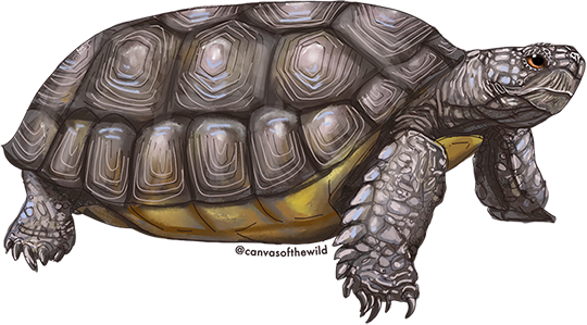 Gopher Tortoise