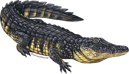 American Alligator