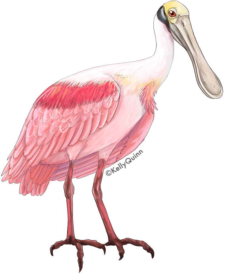 Roseate Spoonbill